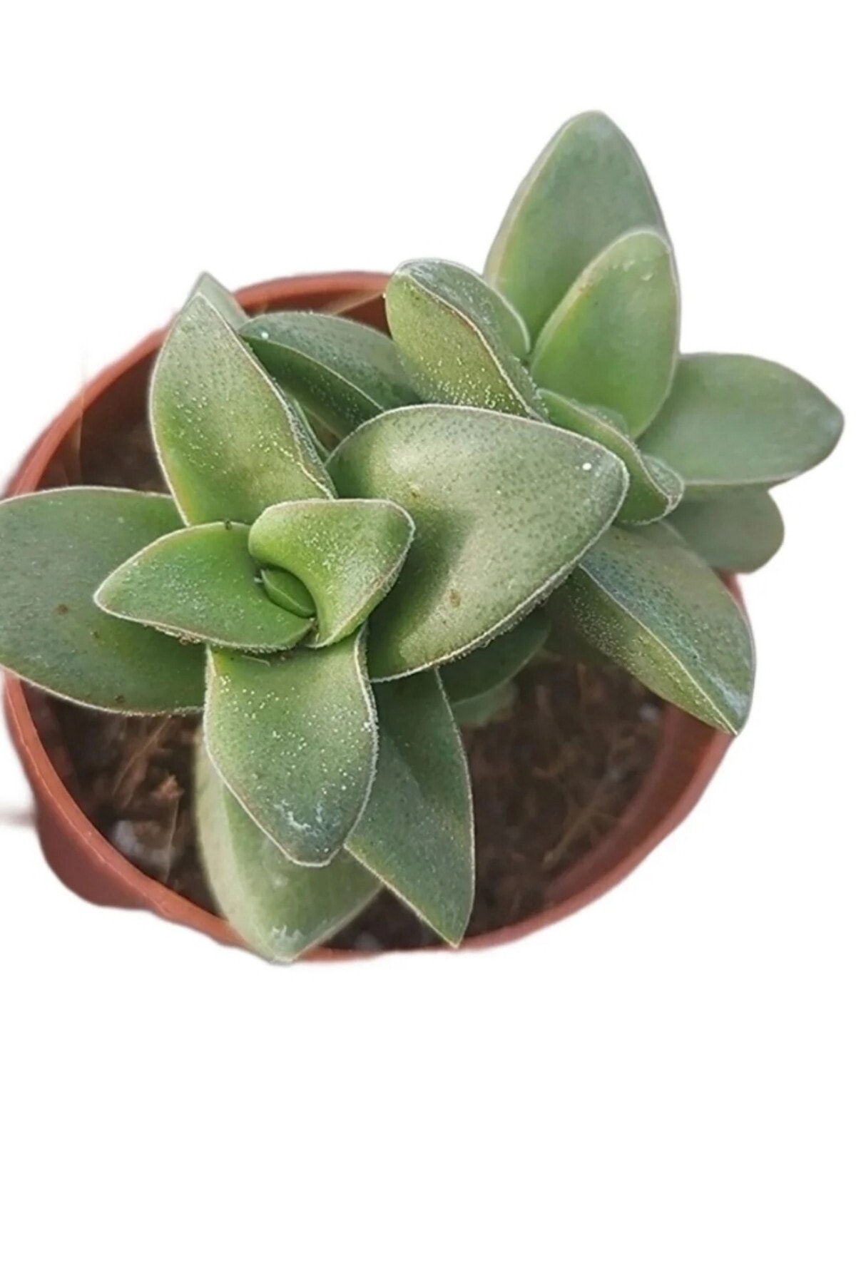 ÇİÇEKFLİX Crassula Hoyaa Tatlı Pembe Minik 5.5cm /şuan Çiçeksizdir ...