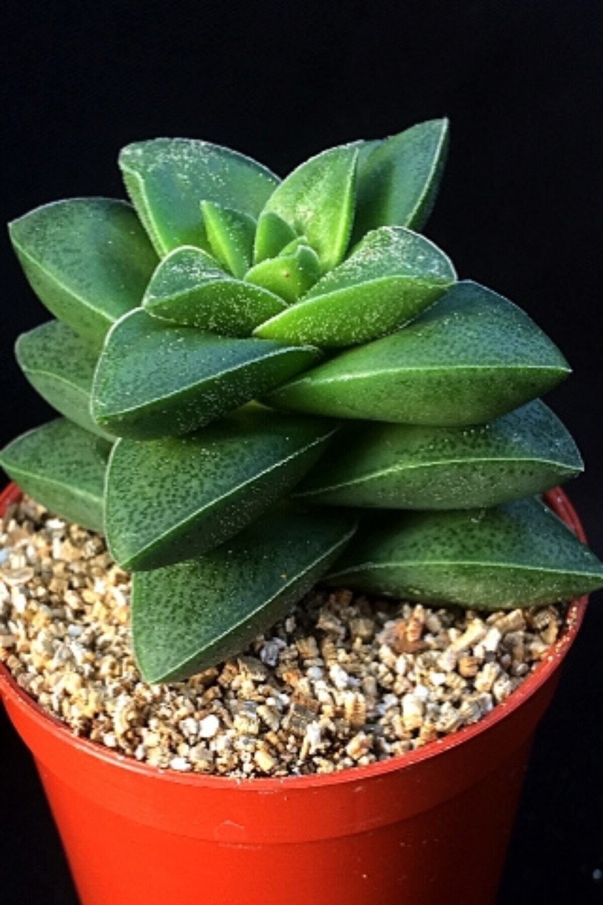 ÇİÇEKFLİX Crassula Hoyaa Tatlı Pembe Minik 5.5cm /şuan Çiçeksizdir ...
