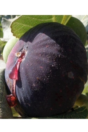 İncir Fidanı Fiyatları ve Modelleri - Trendyol