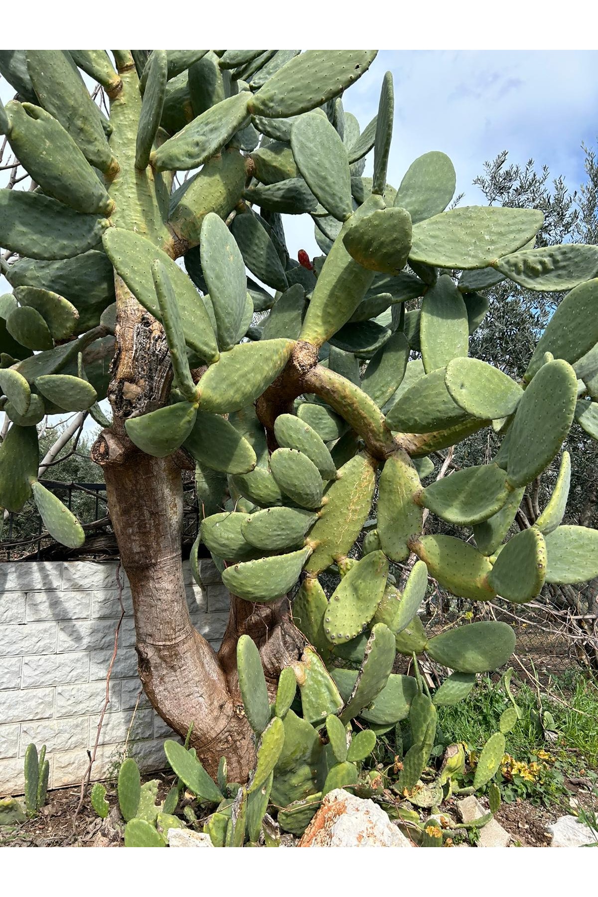 ŞİFAGIDA Dikenli Incir Tohumu Hint Inciri Frenk Inciri Papuç Inciri ...