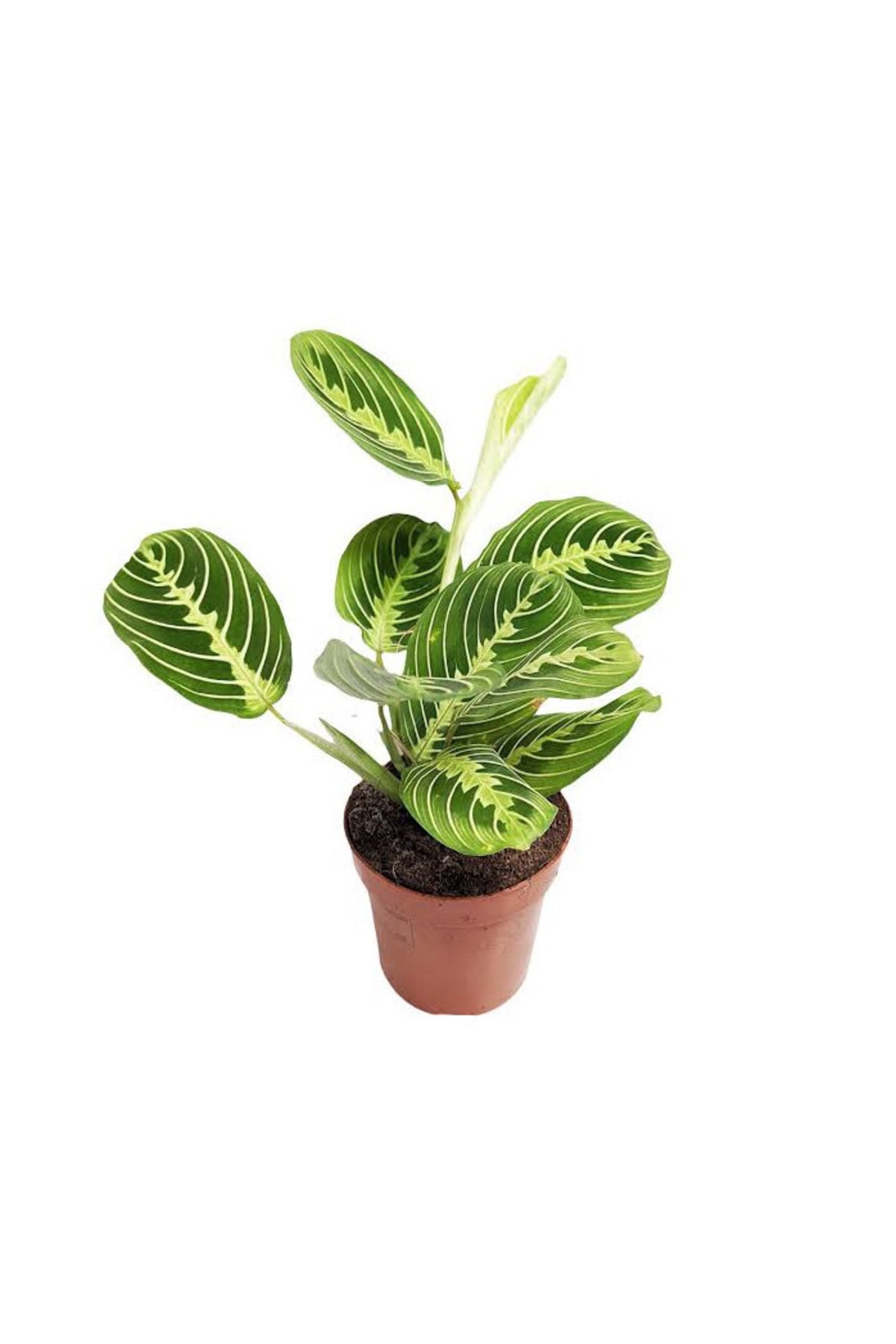 Betonish Calathea Maranta 'lemon Lime' Fiyatı, Yorumları - Trendyol