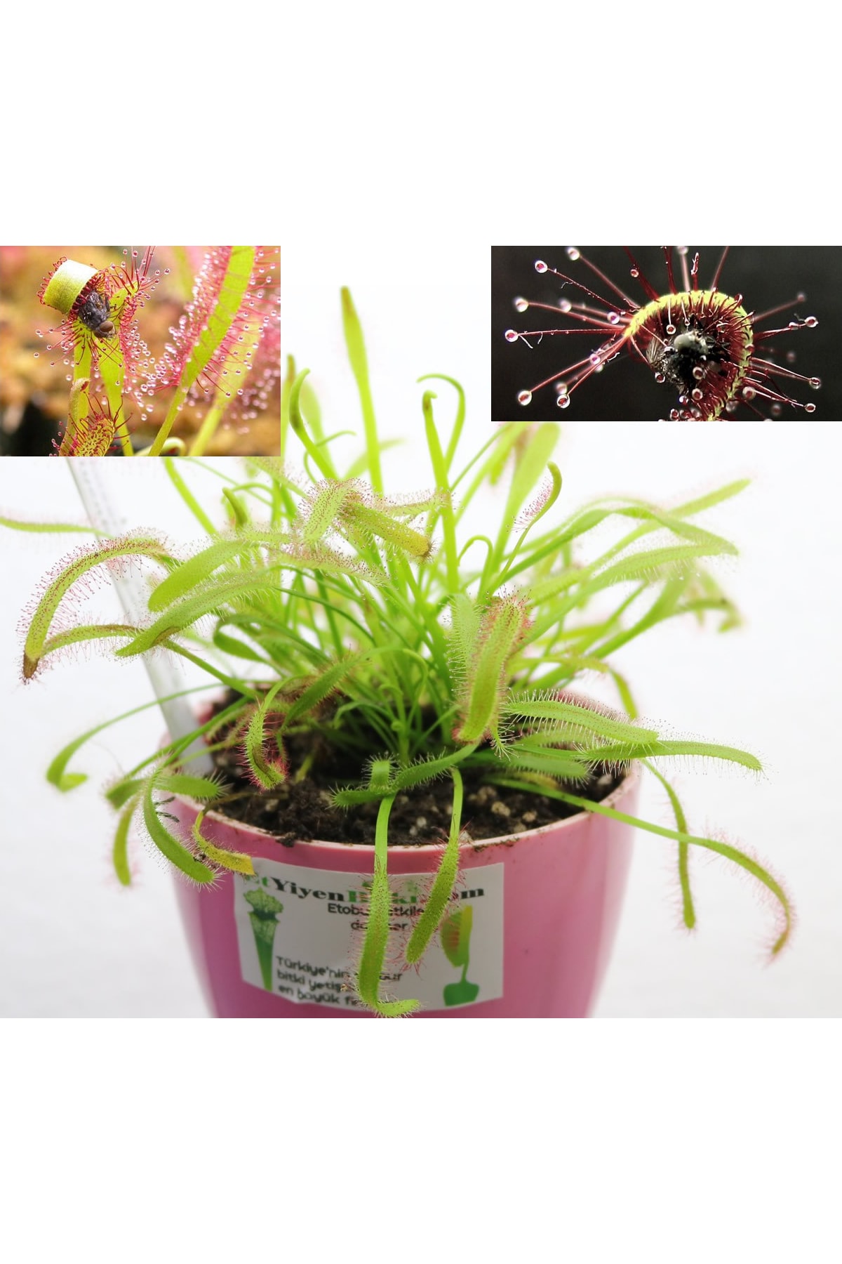Etobur Bitkim Drosera Capensis Tohum Yetiştirme Kiti Ve Canlı Yavru ...