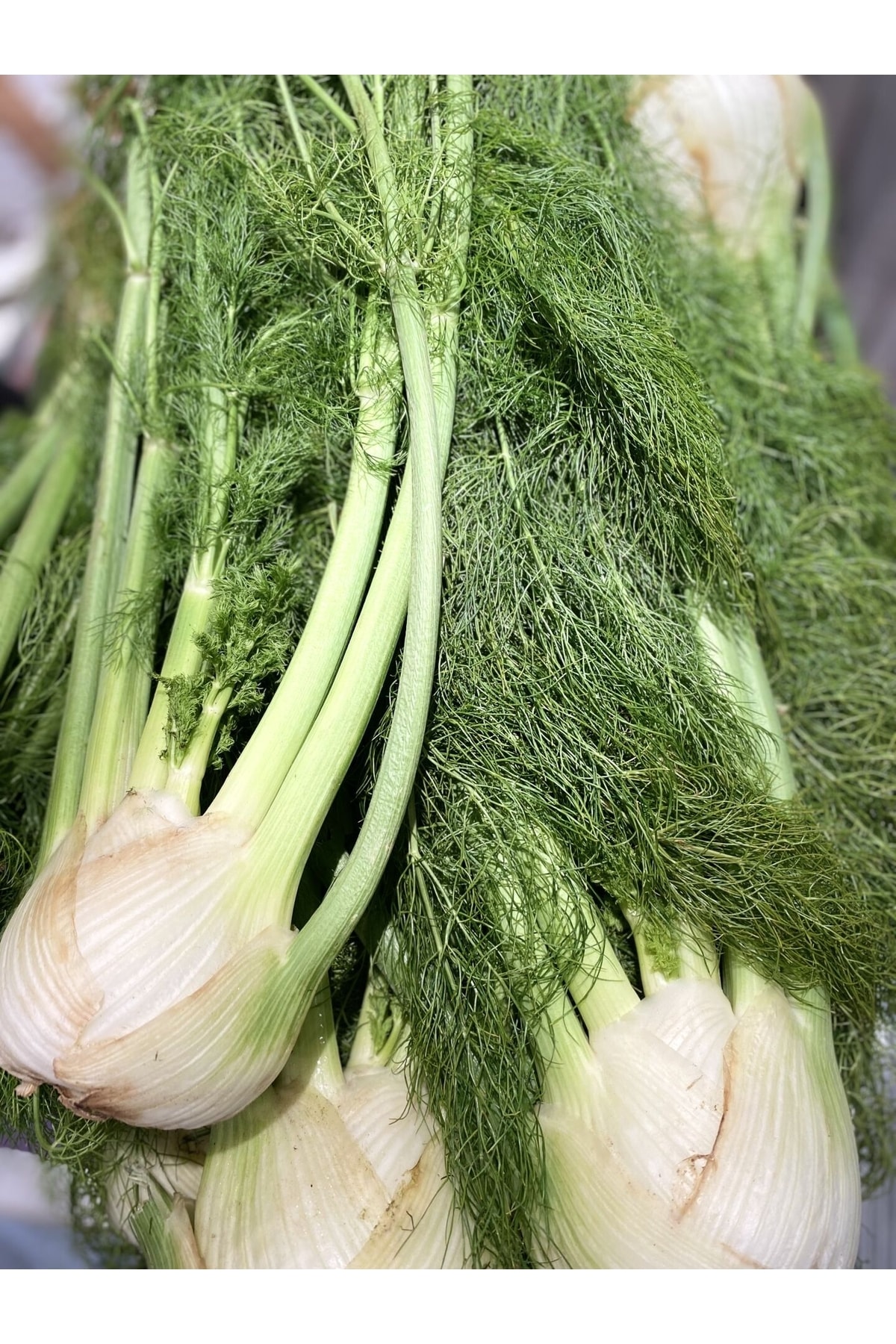 Sade Aile Taze Rezene 500 gr Fiyatı, Yorumları - Trendyol