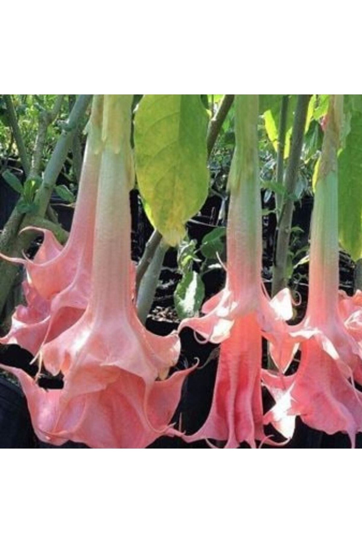 ATABEY ÇİÇEK Pembe Açan Borazan Çiçeği Fiyatı, Yorumları - Trendyol