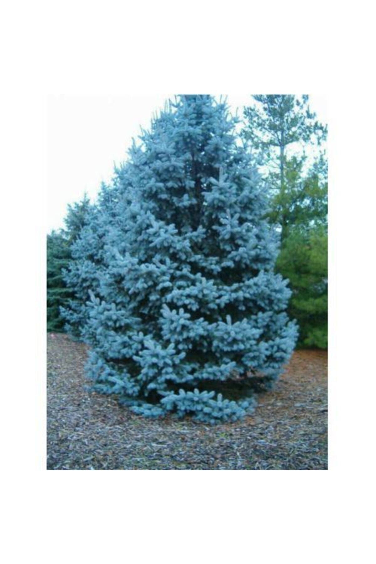 LADİN Mavi Çam Fidanı ( Tüplü 50 - 60 Cm ) Fiyatı, Yorumları - Trendyol