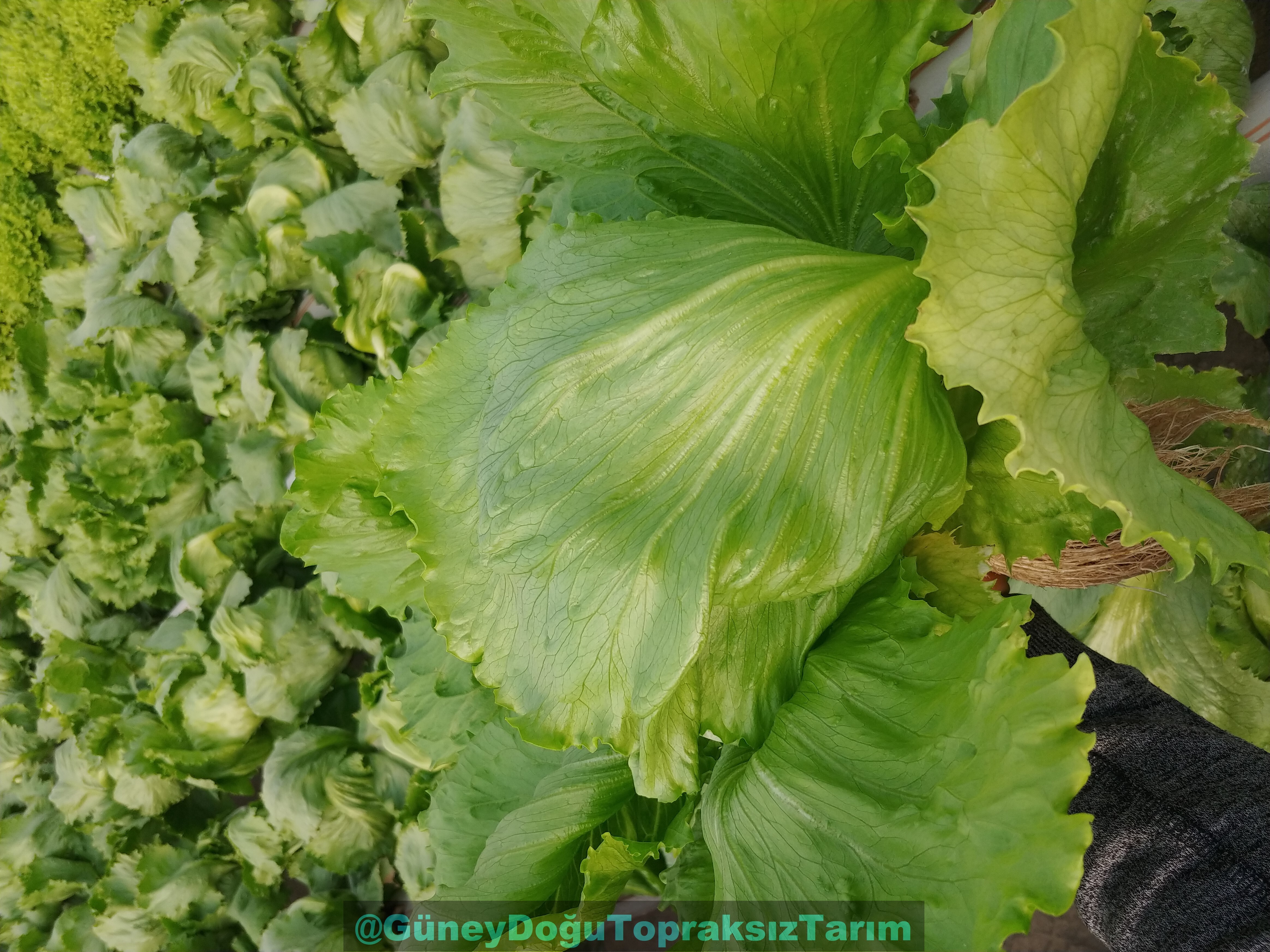 Güneydoğutopraksıztarım Topraksız Tarım Marul Besini 1 Litre A Ve B Besini Hidroponik T ...