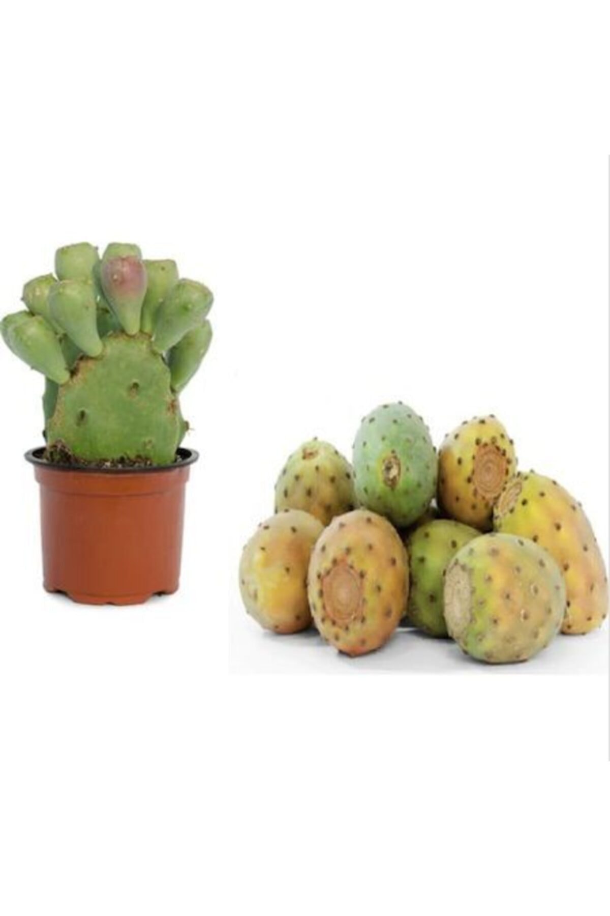 Çam Tohumculuk Nadir Dikenli İncir Tohumu 5 Adet Tohum Frenk İnciri ...