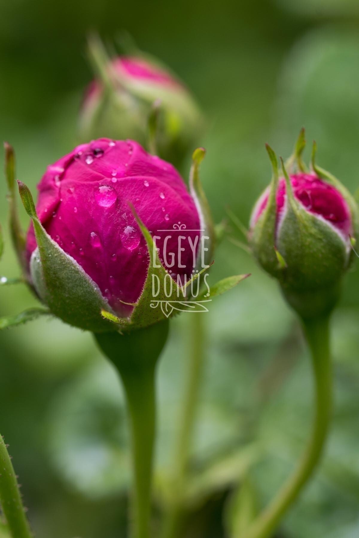 EGEYE DÖNÜŞ Tomurcuk Gonca Pembe Gül Kurusu - 25 Gr. - Kavanoz ...