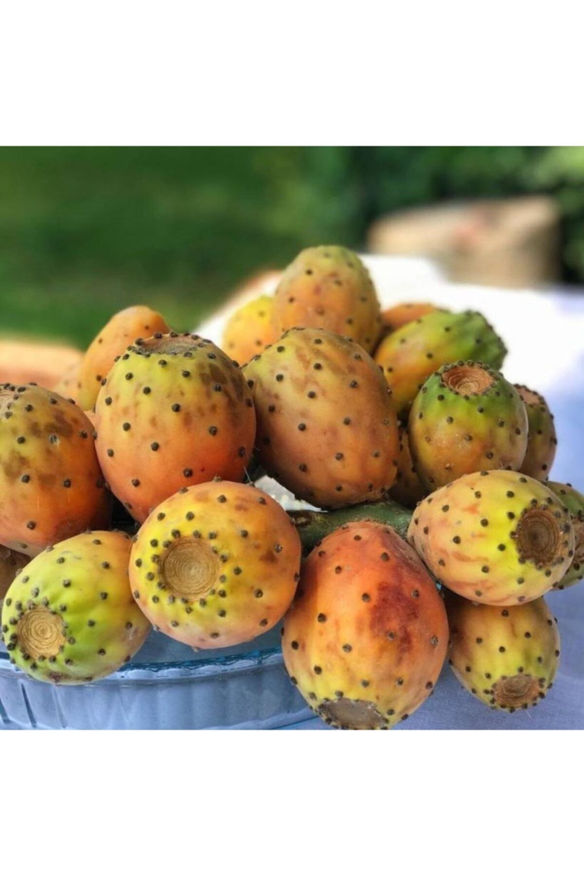 Çam Tohumculuk Nadir Dikenli İncir Tohumu 5 Adet Tohum Frenk İnciri ...