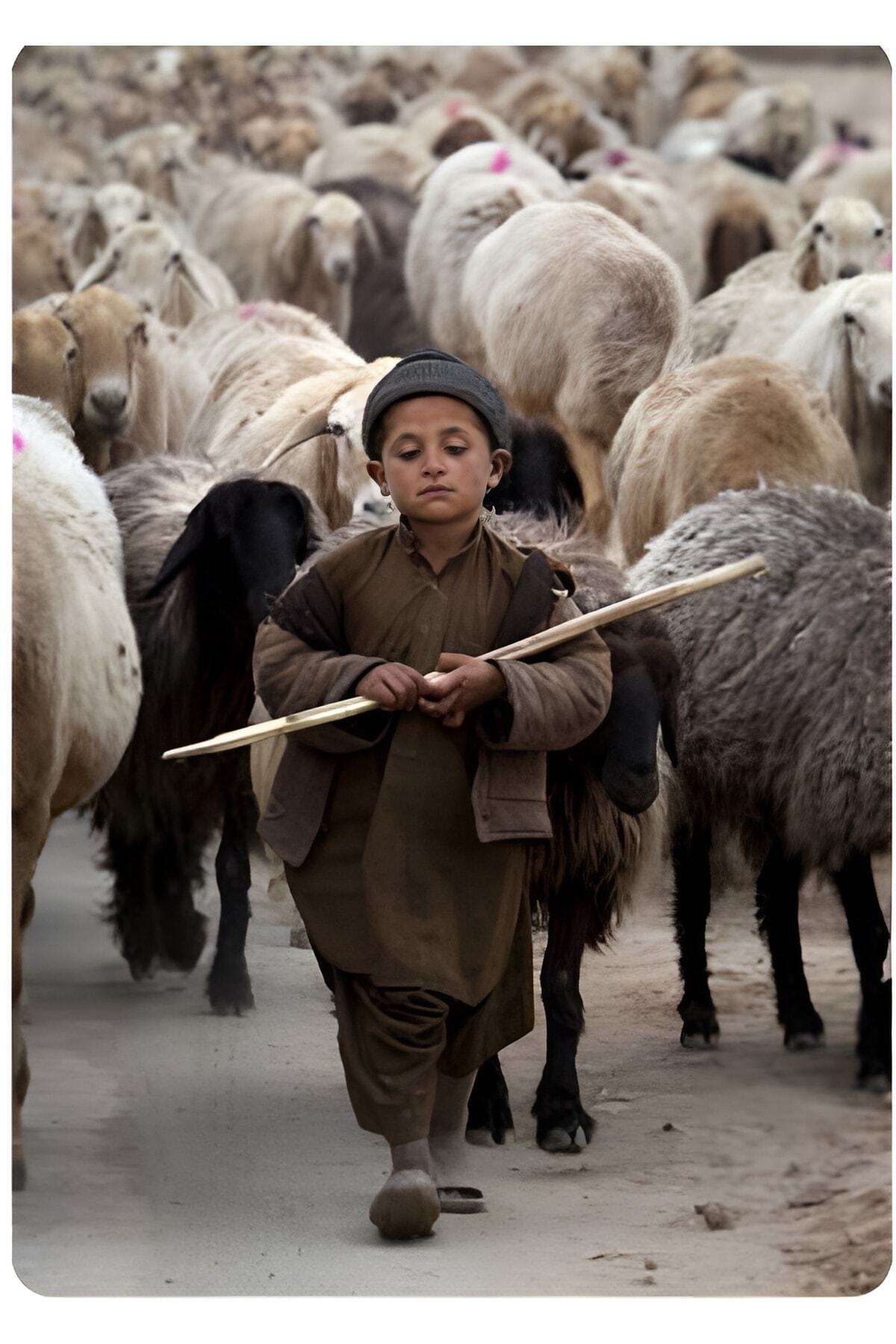 Oliwayshop Kaval, Geleneksel Kaval, Kamış Kaval, Doğal Handmade Kaval ...