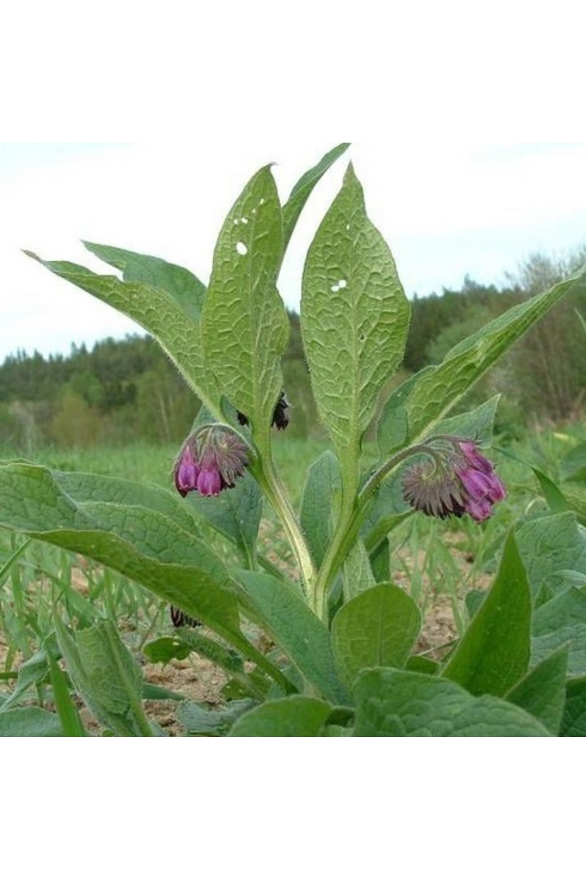artemisiatıbbibitki Karakafes Otu Fidesi Saksıda - 14 Cm'lik Saksı 10 Adet - Fiyatı, Yorumları