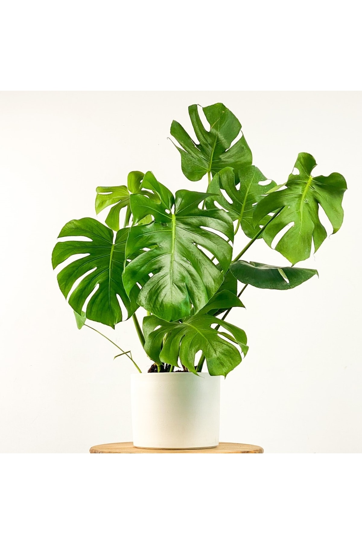 Fidanburada Deve Tabanı Ruby Beyaz Saksılı Monstera Deliciosa Fiyatı ...