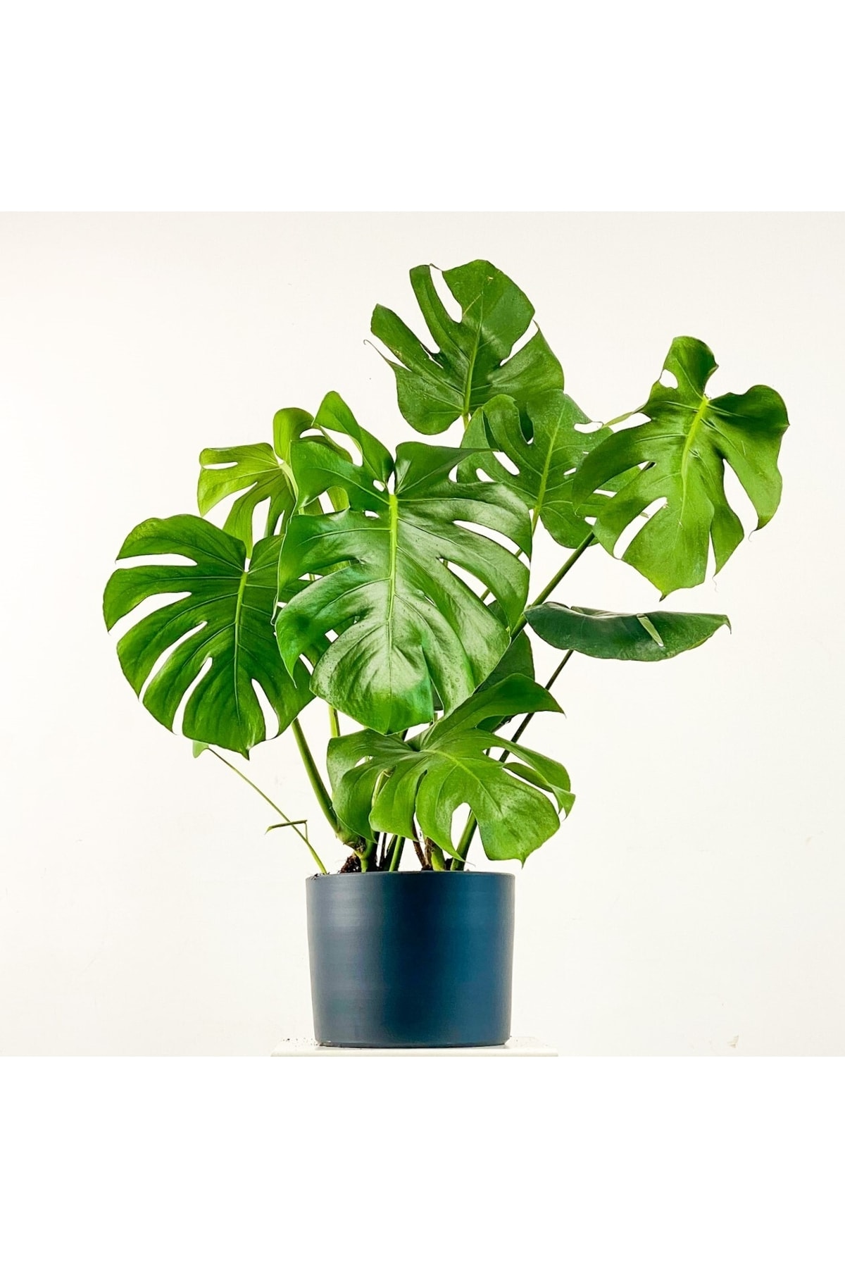 Fidanburada Deve Tabanı Ruby Antrasit Saksılı Monstera DeliciosaFiyatı ...