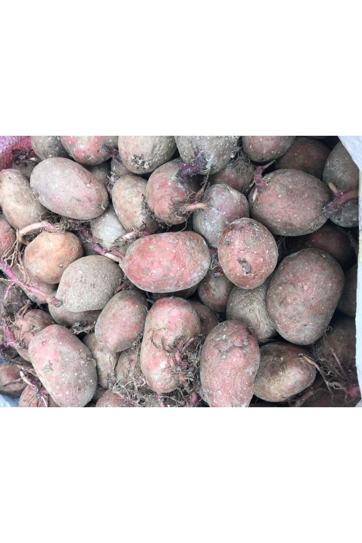 Karahasanoğlu Tarım Yerli Erkenci Kırmızı Tohumluk Patates 5 Kg ...