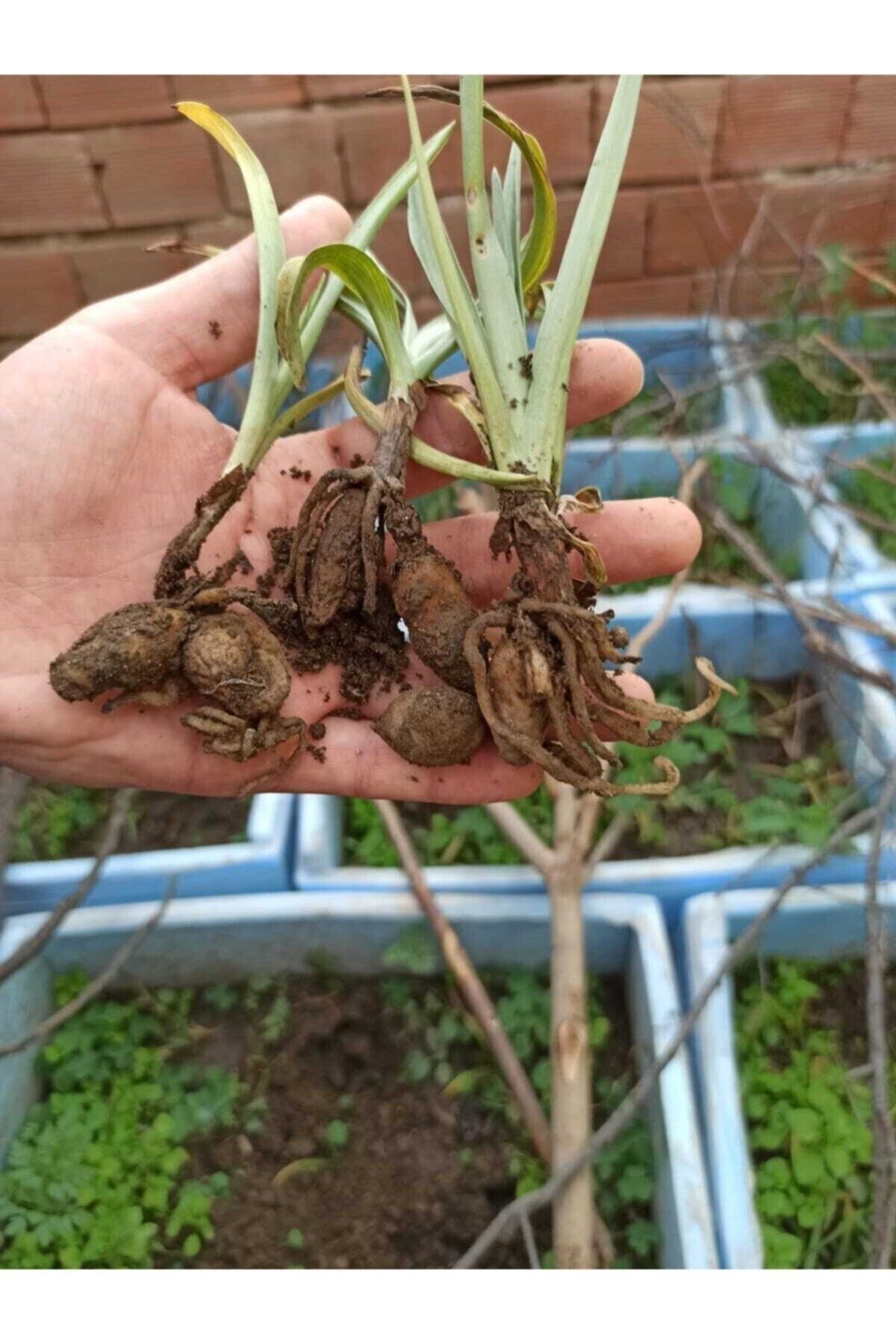 ERVA PEYSAJ Barlia Robertiana Salep Orkidesi (jumbo) Fide-yumru 100 ...