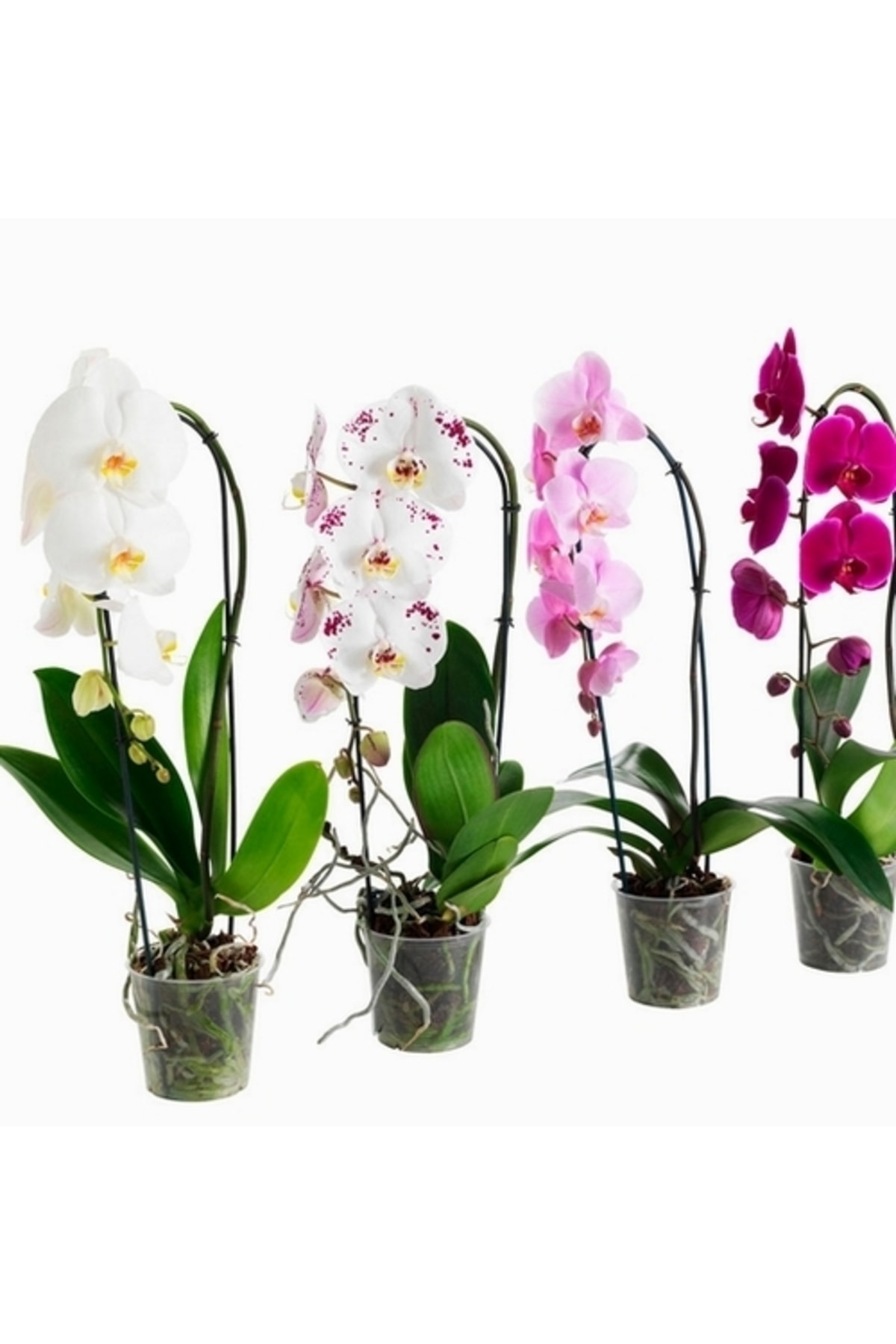 Day 10 Adet 10 FARKLI Renk Vanda Orkide Tohumu + 10 Adet HEDİYE K.RENK ...