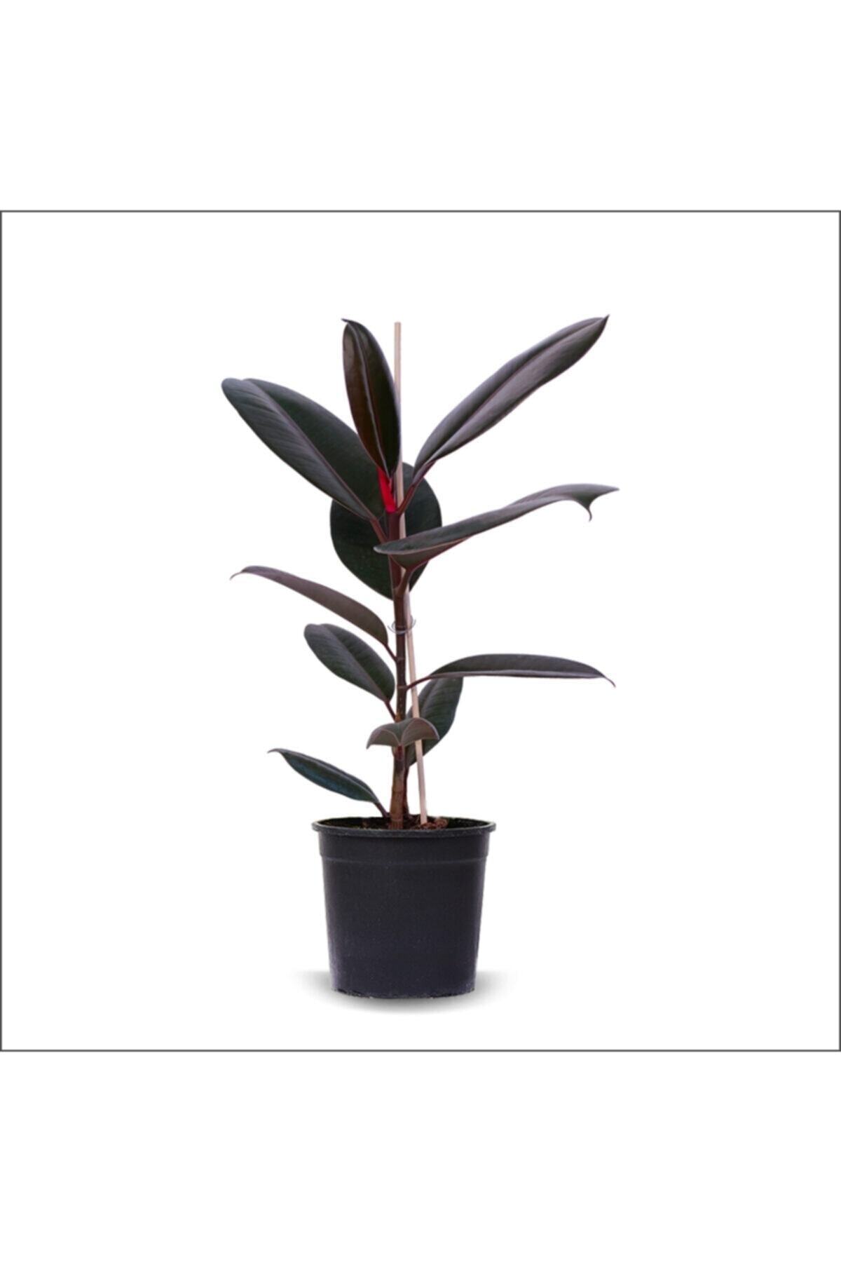 Fintarla Kırmızı Alacalı Kauçuk - Red Ficus Elastica Dekoratif Salon ...