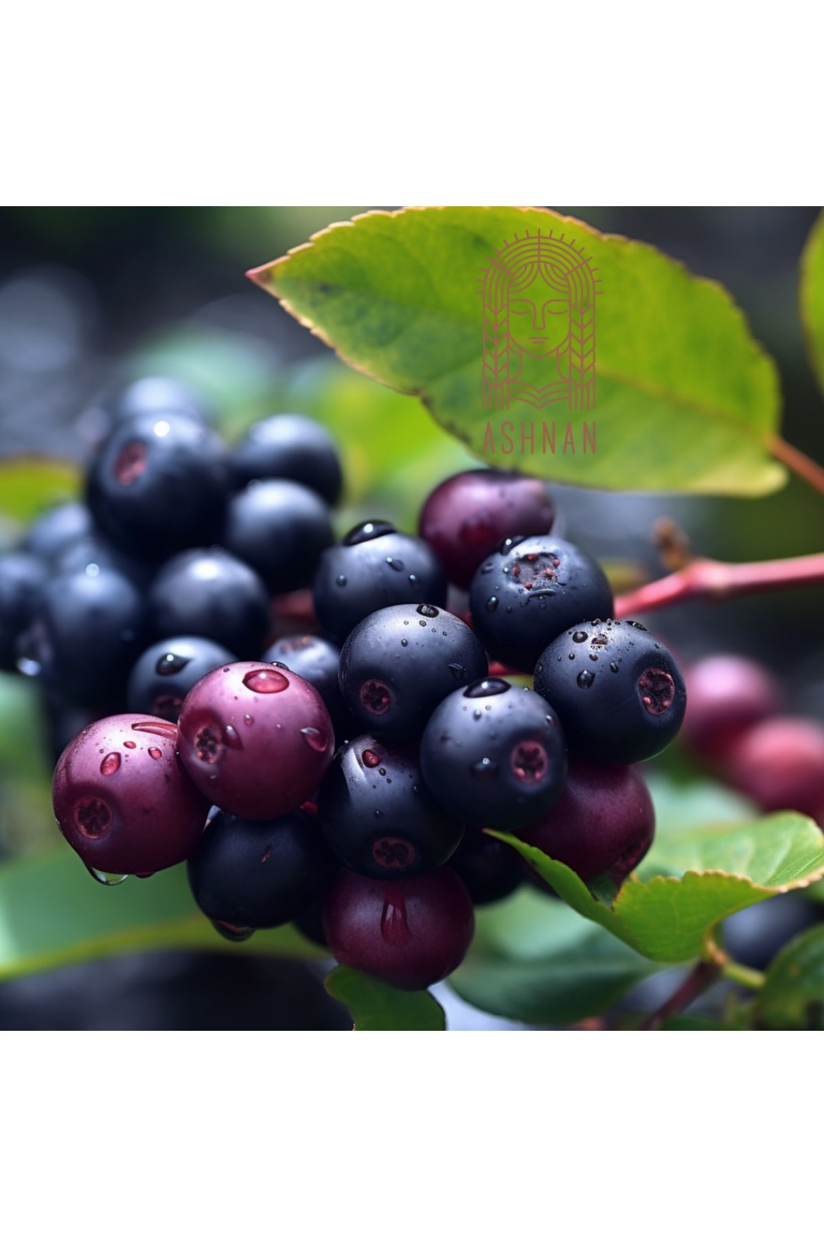 Ashnan Aronya Özü ( Aronia Konsantresi) 135 gr Soğuk Sıkım Vakum Kazan ...