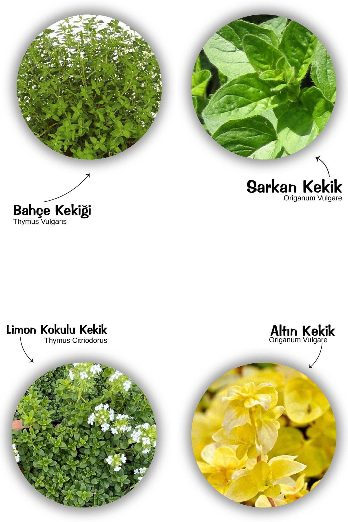 Limon Kekik çiçeği