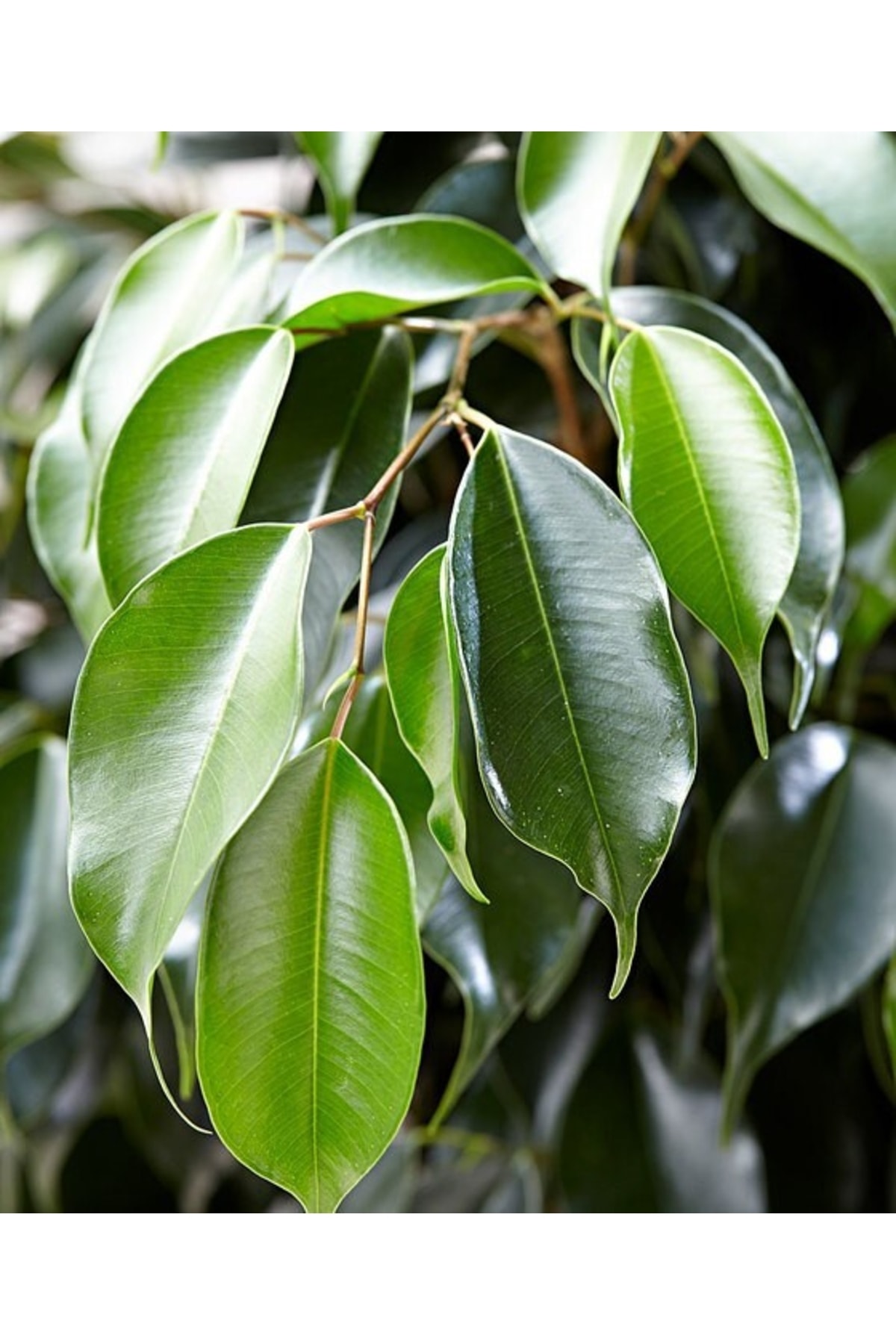 Fidanburada Hediye Paketli Benjamin Bitkisi-ficus Benjamina Danielle ...