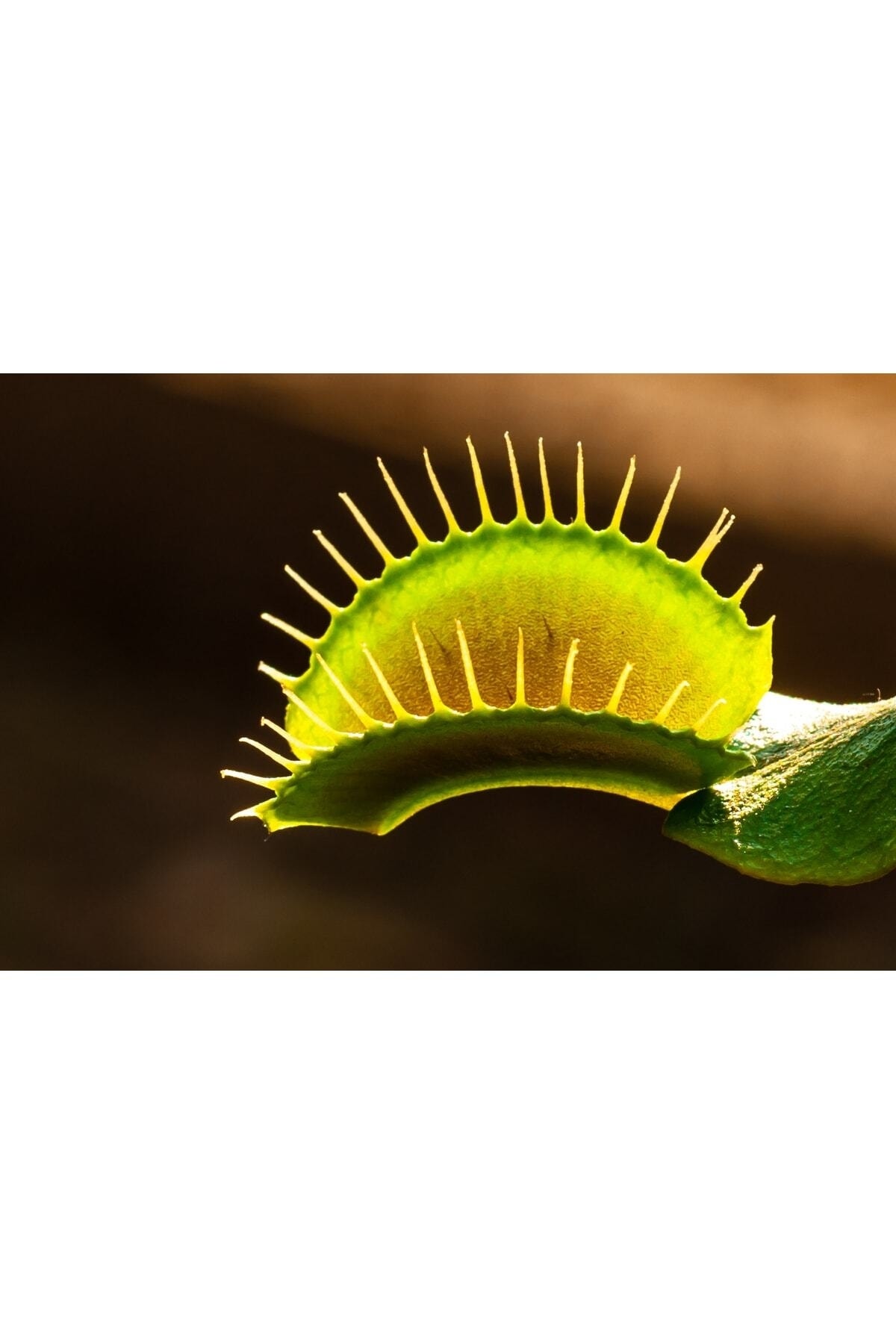 mobuflora Dionaea Muscipula - Sinek Kapan - Venus Fly Trap - Etobur ...