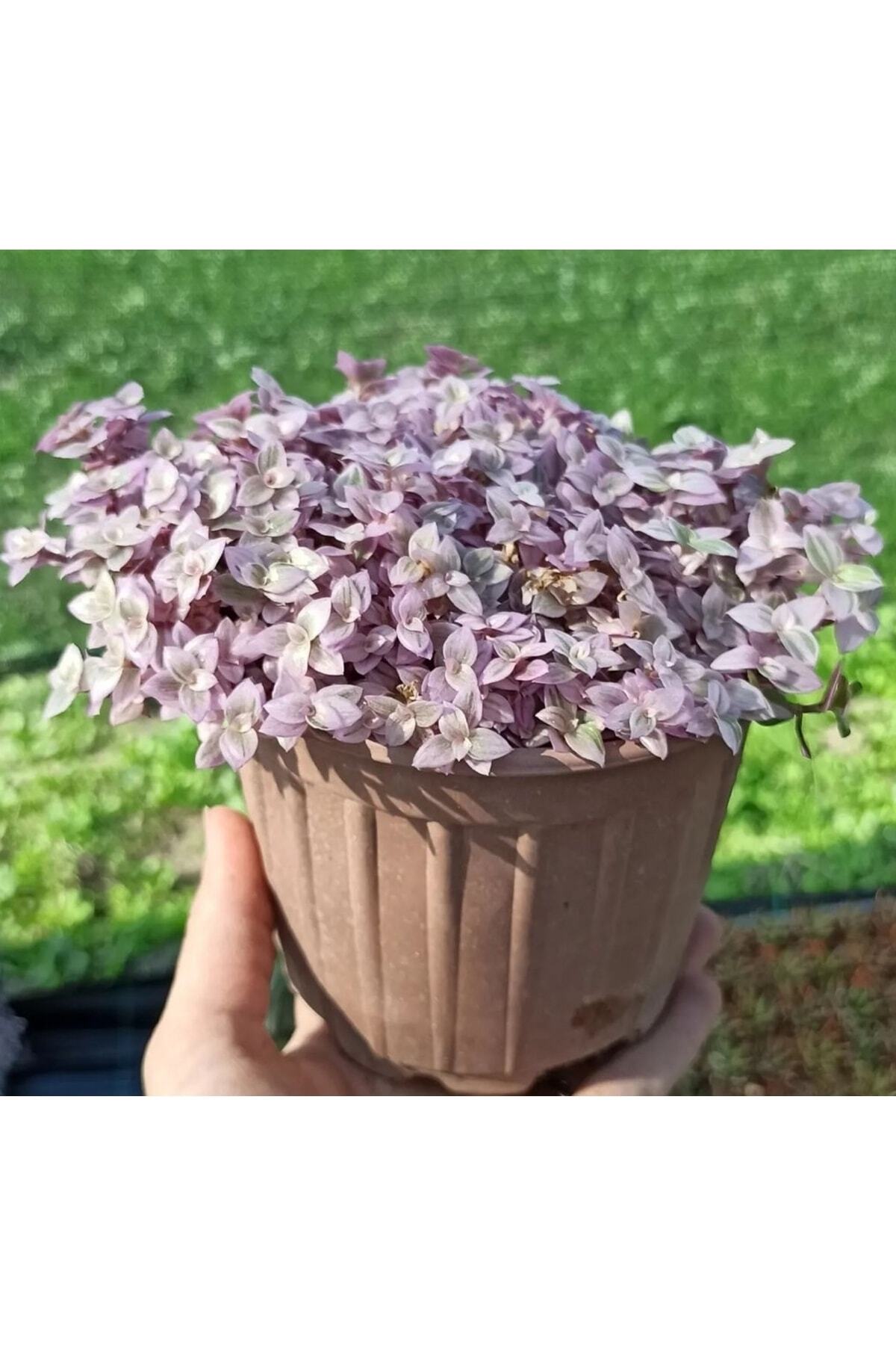 Gulen botanik Pink Lady Callisia Repens Mini Telgraf 13lük Saksıda ...