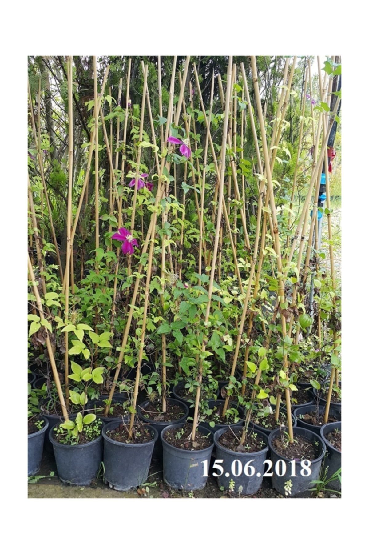 1001fidan Clematis Mazowsze Volcano Klematis Orman Asması Fidanı Fiyatı ...