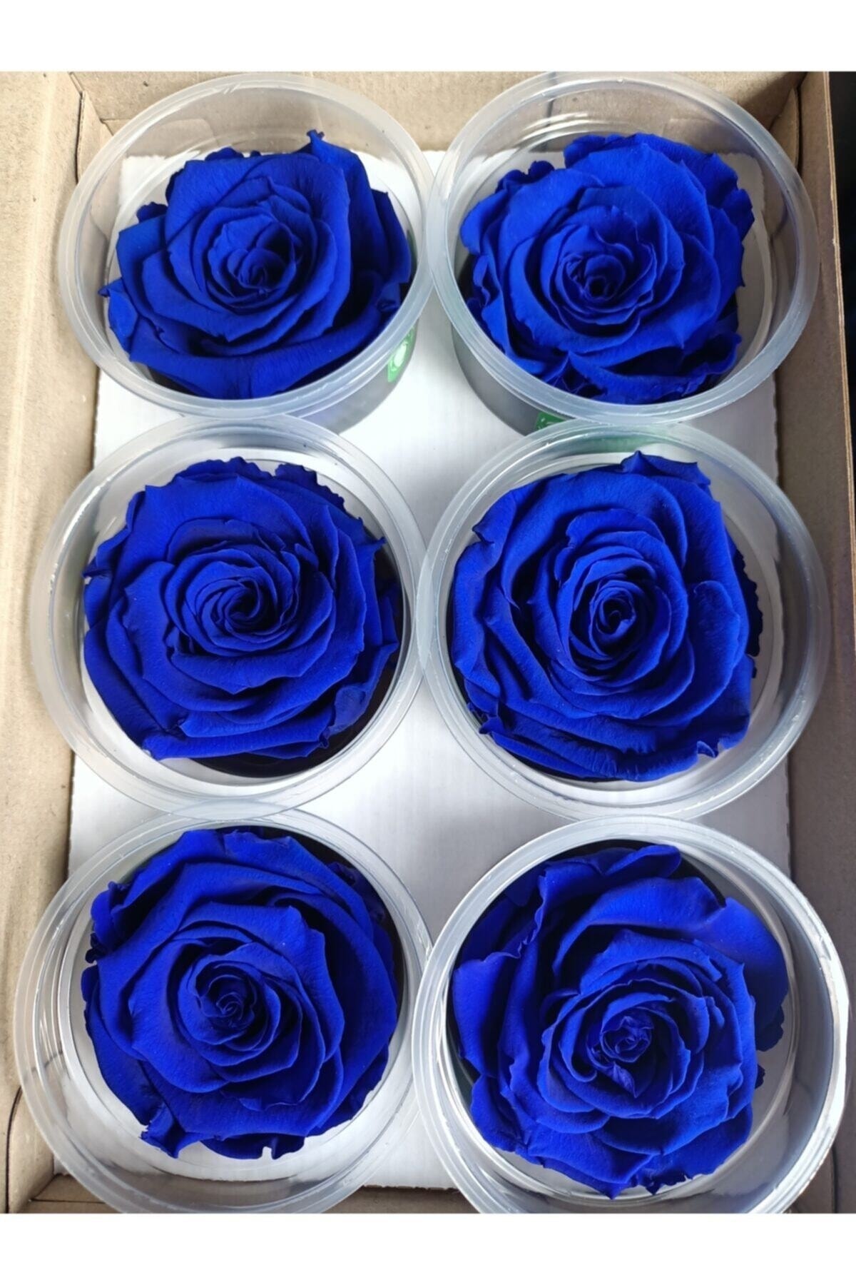 Genel Markalar Lacivert Solmayan Ekvator Gülü 6'lı Gül - Fiyatı, Yorumları