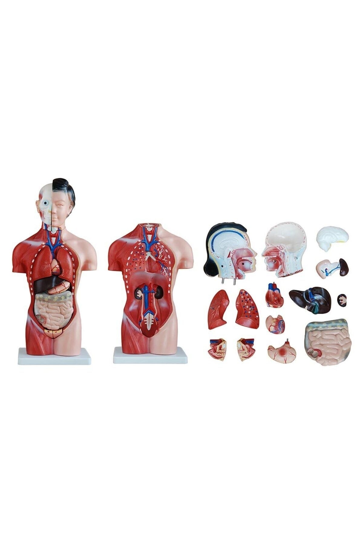 Eğitim Maketleri Kadın Insan Anatomi Maketi - Insan Organ Maketi - 42cm ...