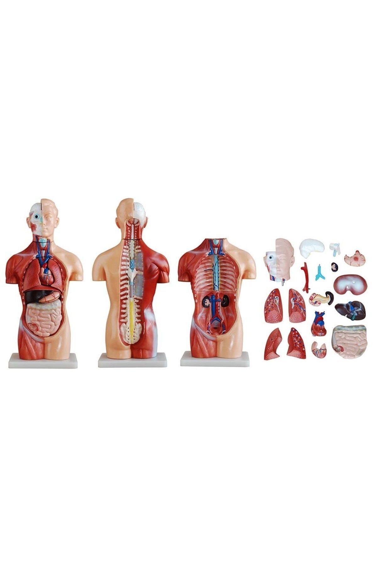 Eğitim Maketleri Insan Anatomi Maketi Insan Organ Maketi (cinsiyetsiz ...