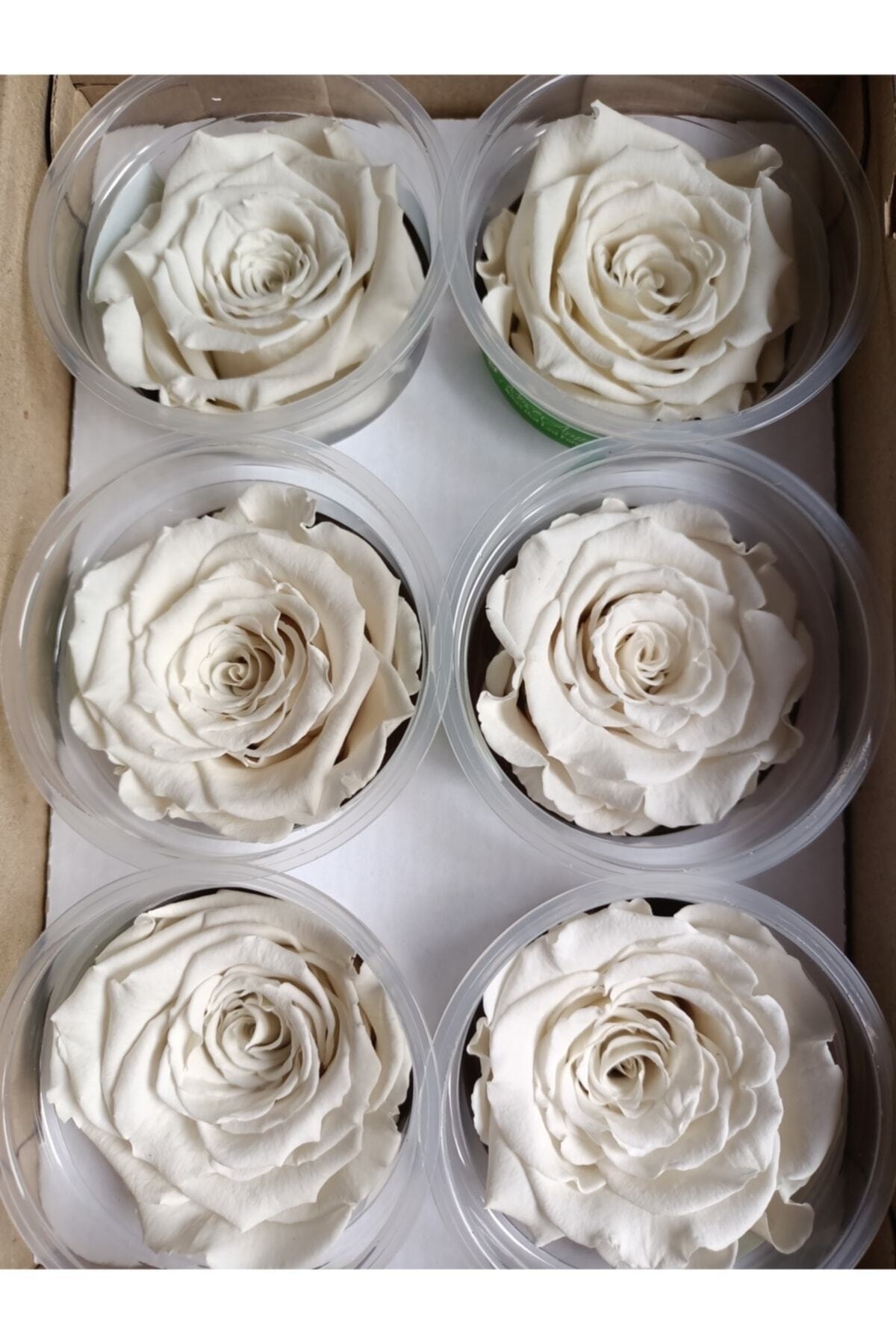 MELT HOME DESİGN 6 Adet Krem Solmayan Ekvator Gülü - Fiyatı, Yorumları