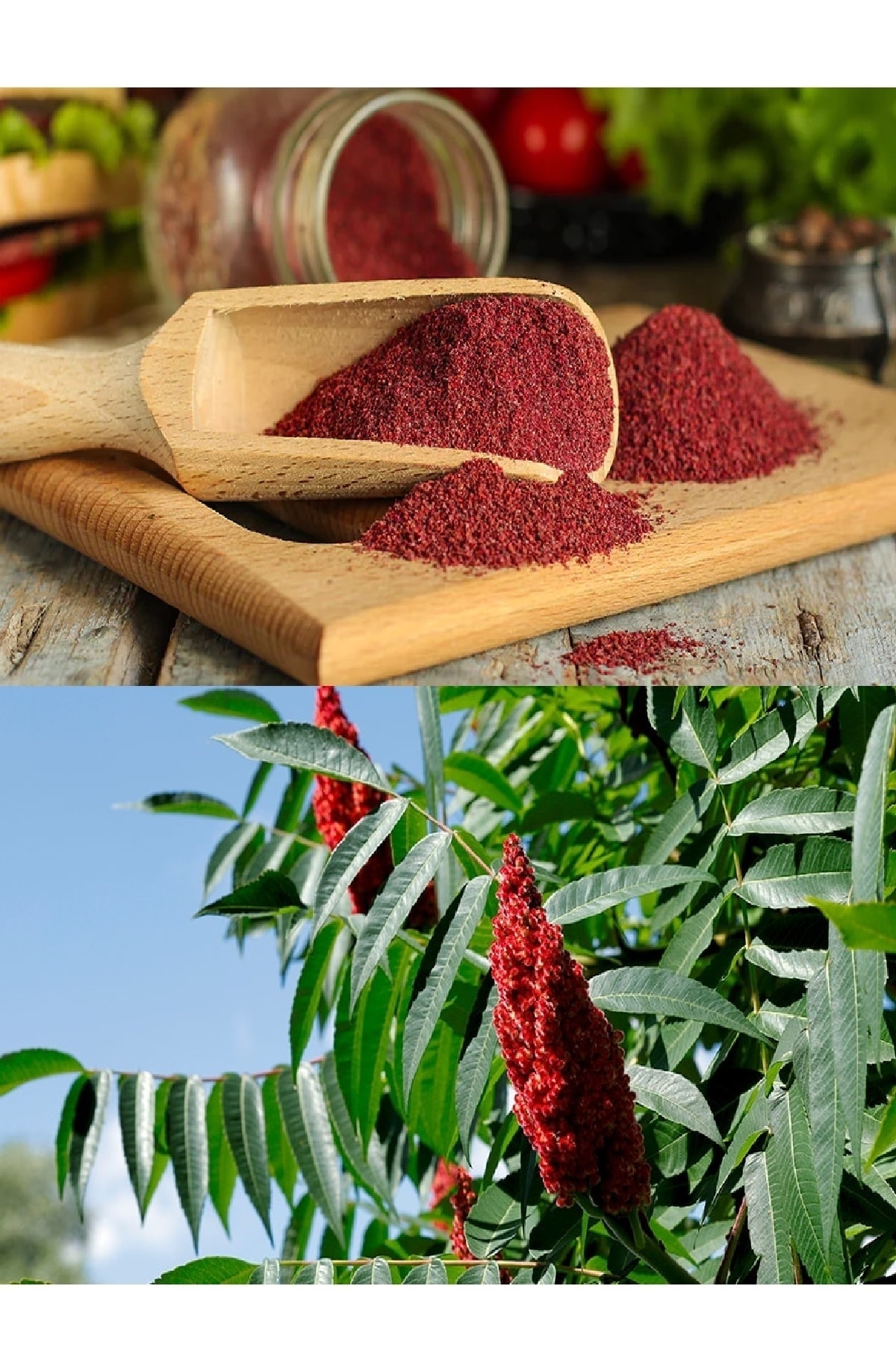 DOĞA FİDANCILIK Top Sumak Ağacı Fidanı 3 Yaş - Fiyatı, Yorumları