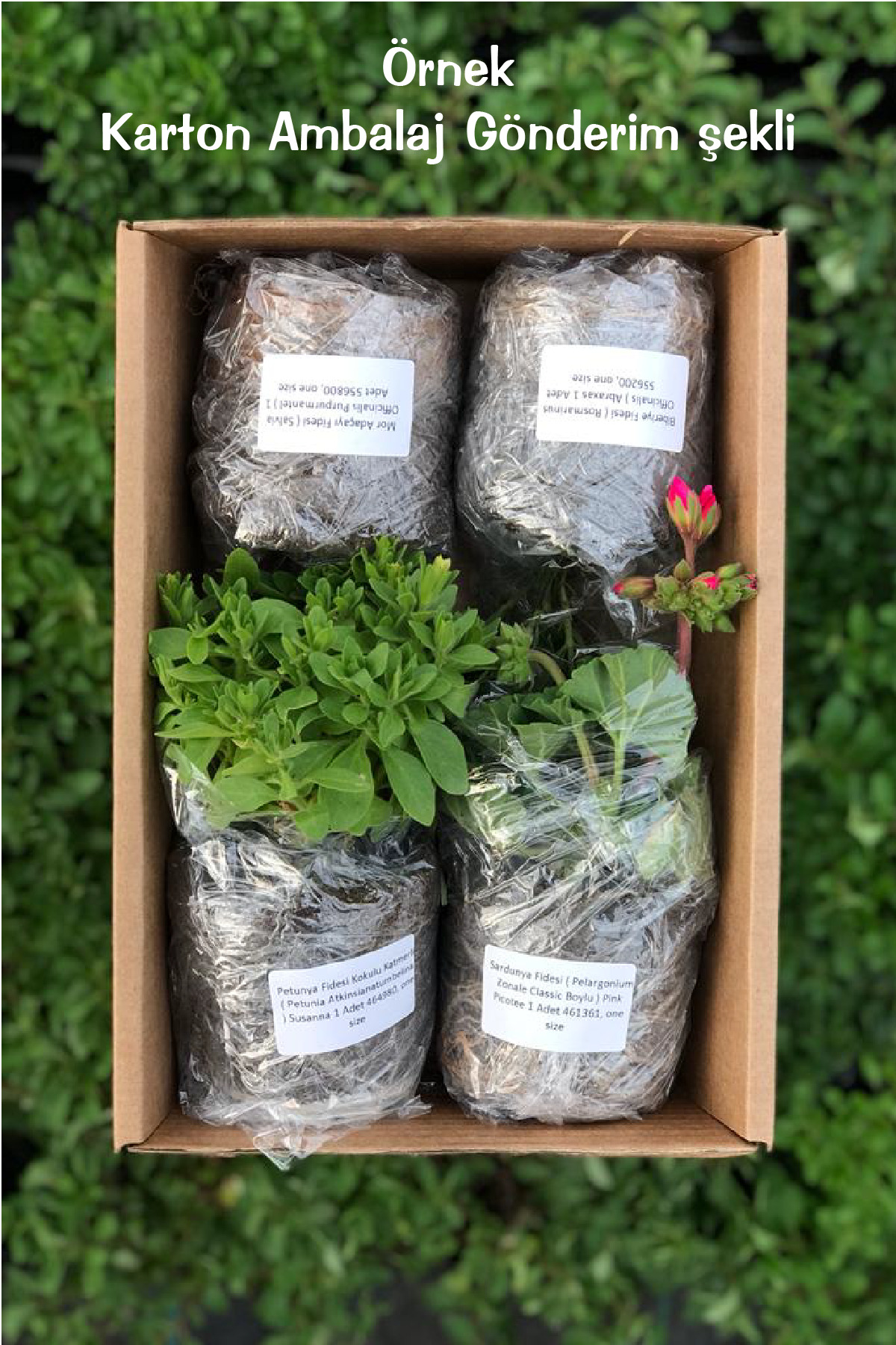 Gardina Kırlangıç Otu Fidesi (chelidonium Majus) Fiyatı, Yorumları ...