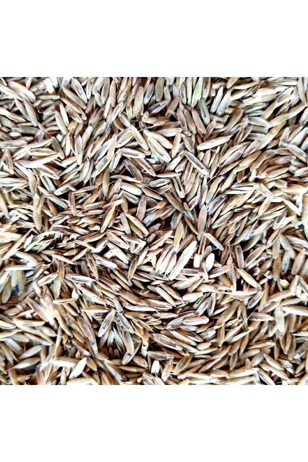 EŞREF ŞEKERLİ Rye Grass, Reygras Otu, Italyan Çimi (süt Otu) Tohumu 5 ...